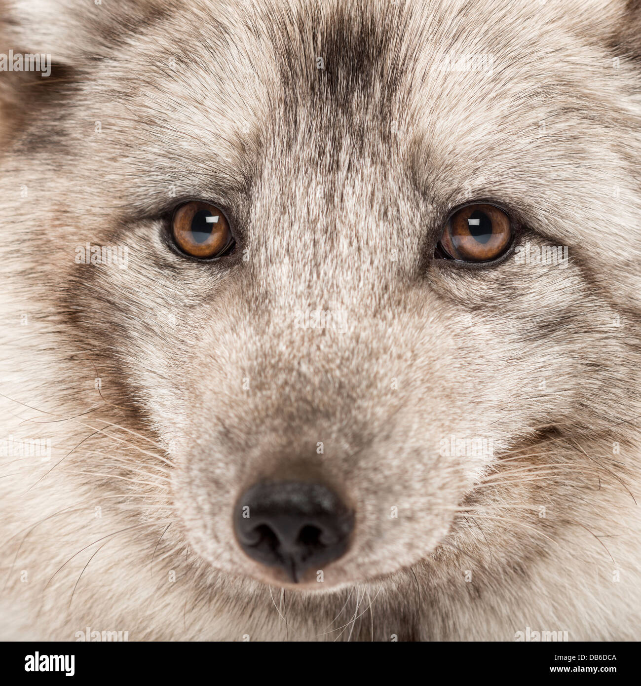 Close-up of Arctic fox, Vulpes lagopus, also known as the white fox ...