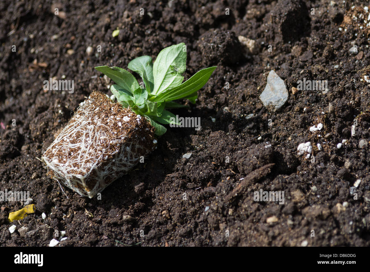 Flower Seedling and dirt for background Stock Photo - Alamy