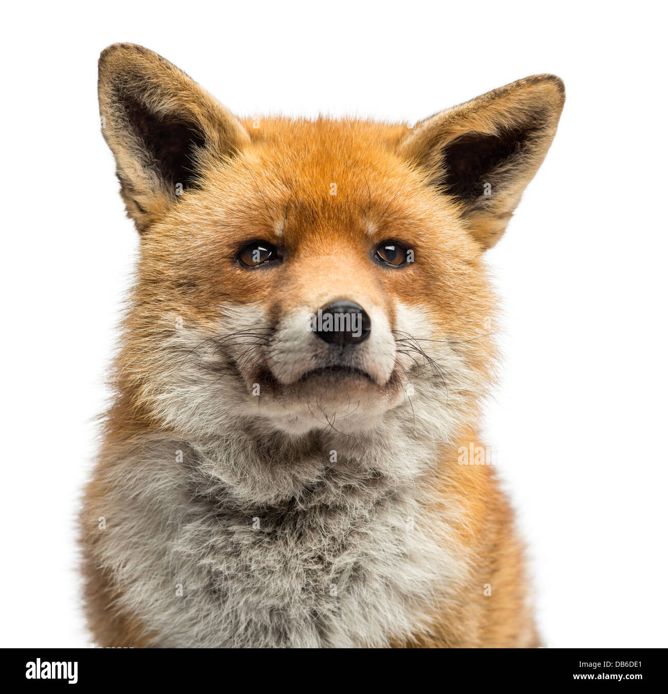 White fox images hi-res stock photography and images - Alamy