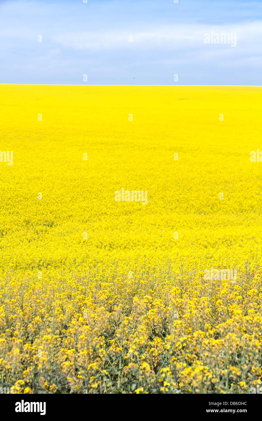 Yellow Canola Flower and blue sky in Palouse Washington State Stock ...
