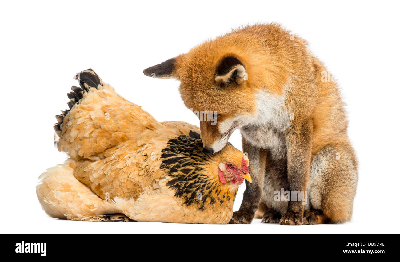Fox lying down hi-res stock photography and images - Alamy