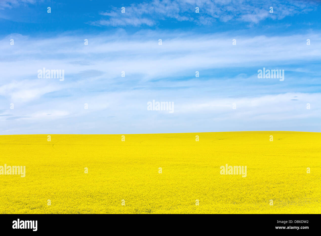 Yellow Canola Flower and blue sky in Palouse Washington State Stock ...