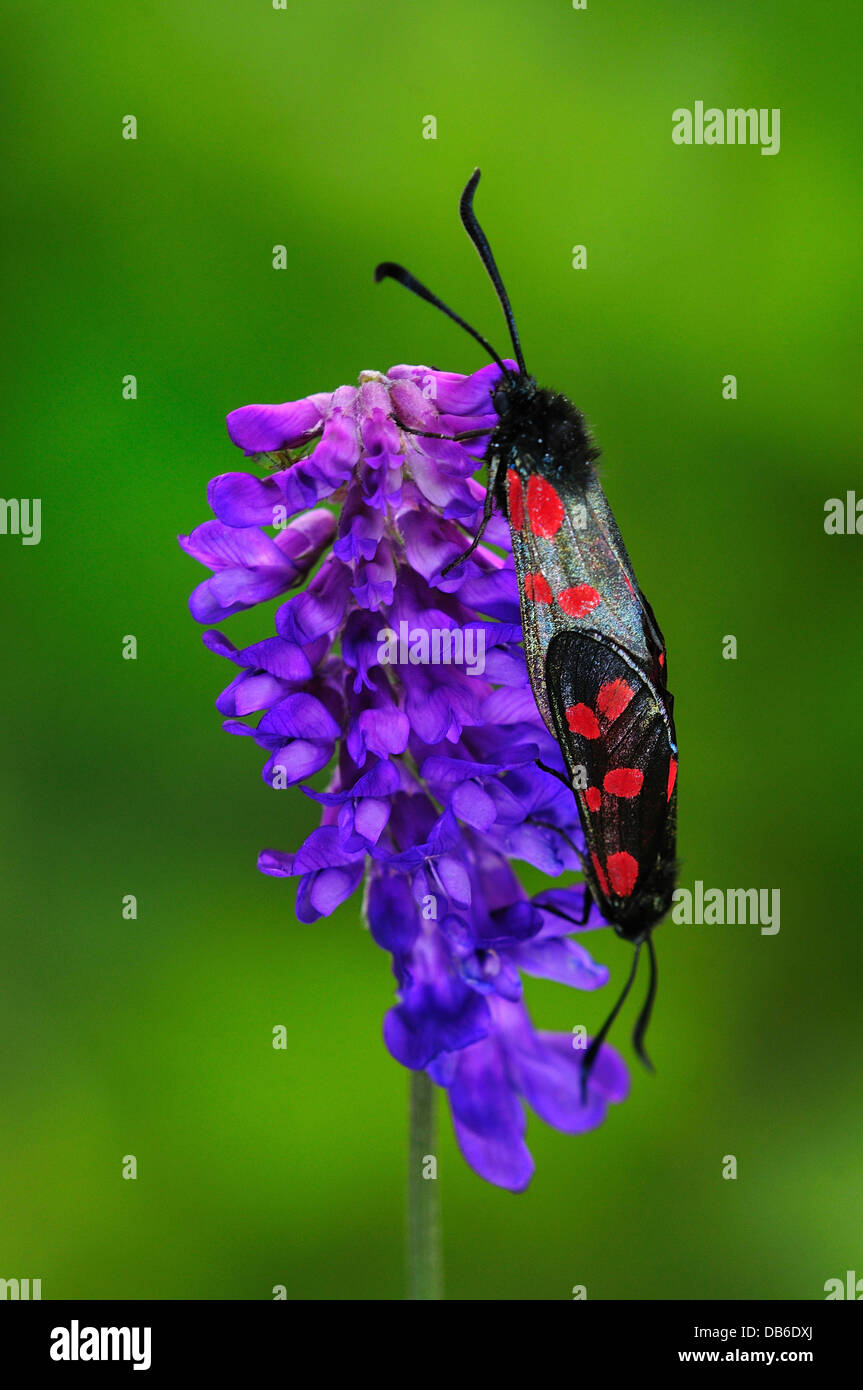 Six-spot burnet moths copulating Stock Photo - Alamy