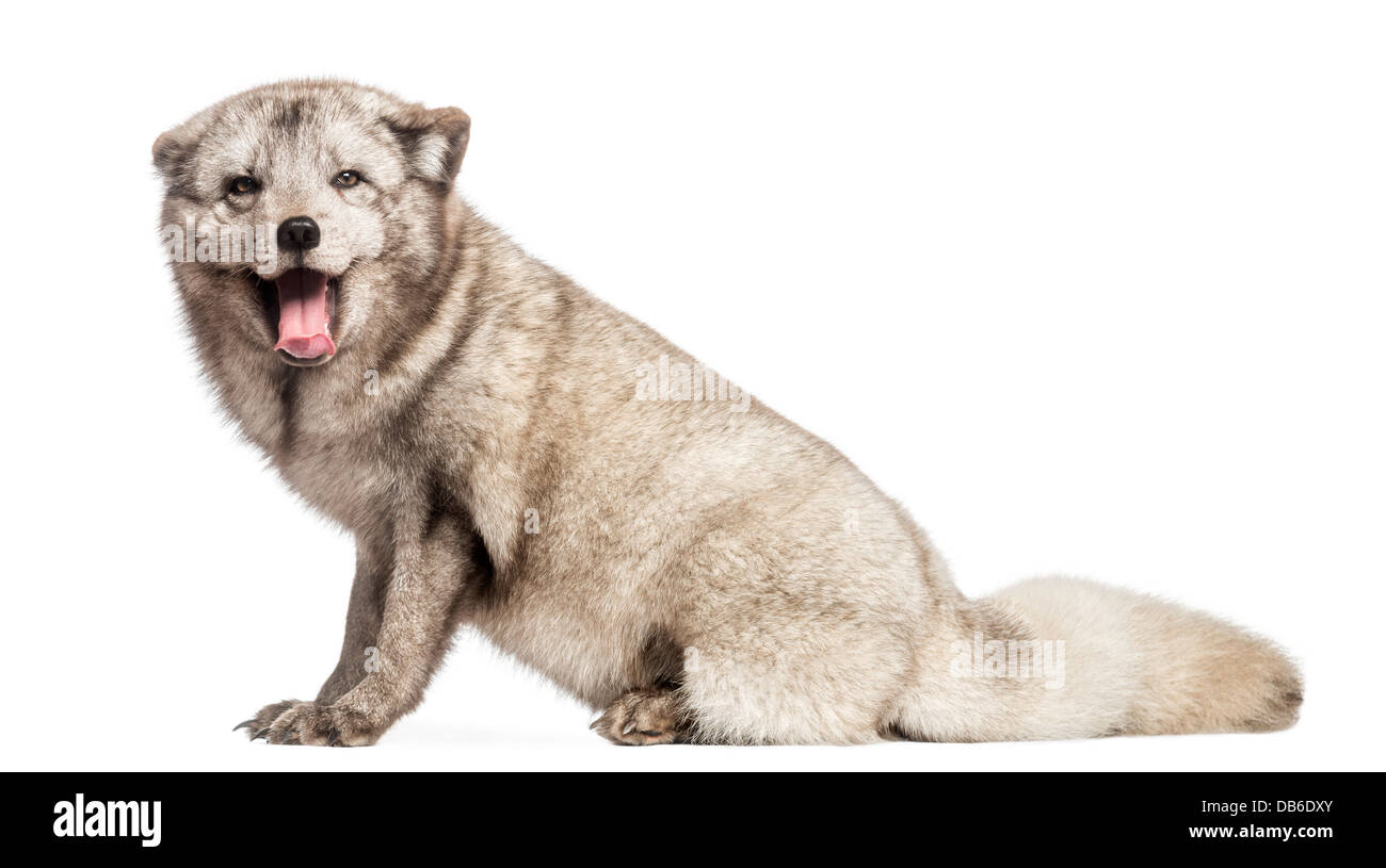 Arctic fox, Vulpes lagopus, also known as the white fox, polar fox or ...