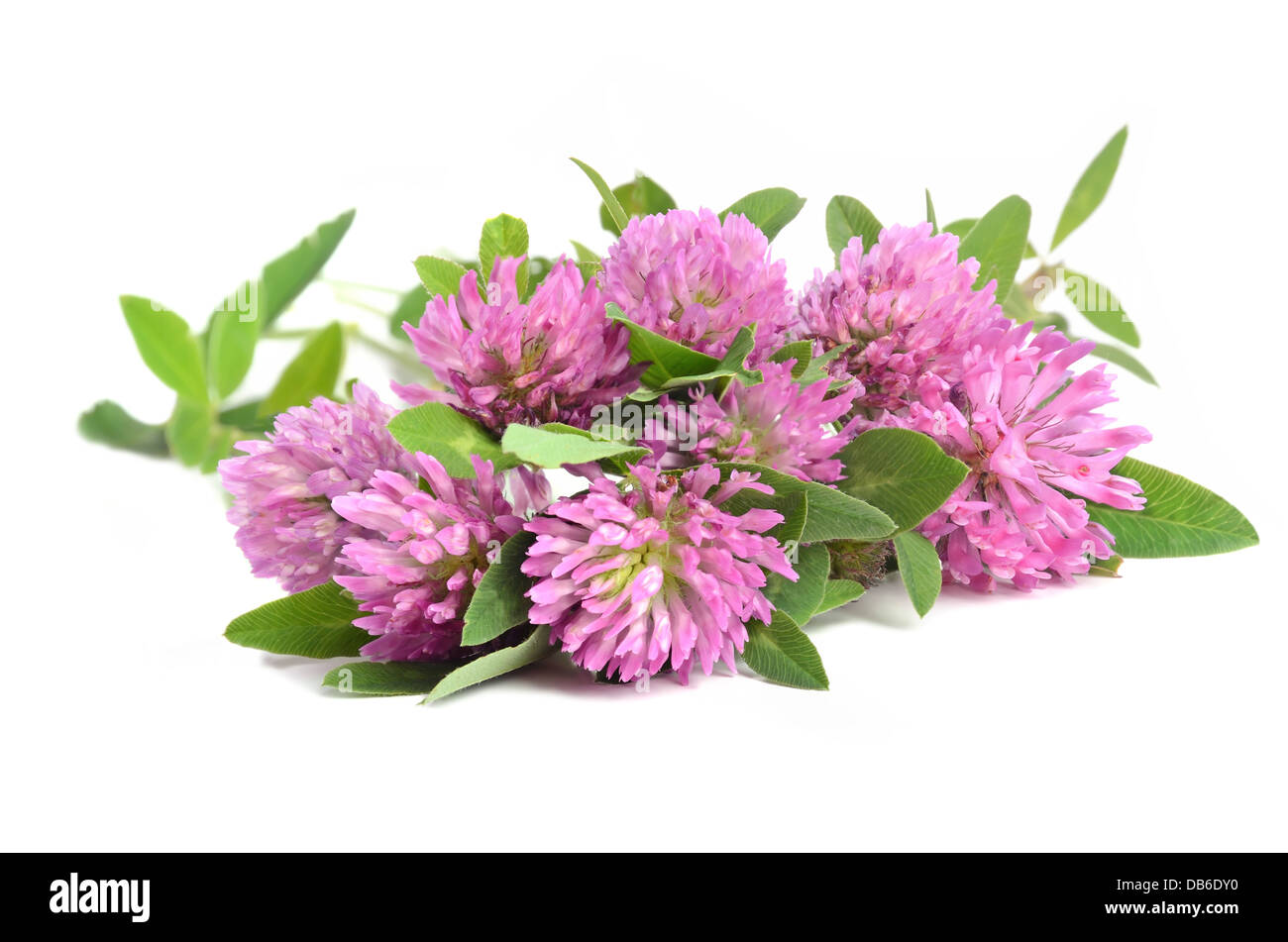 Red clover in bunch on white background Stock Photo - Alamy