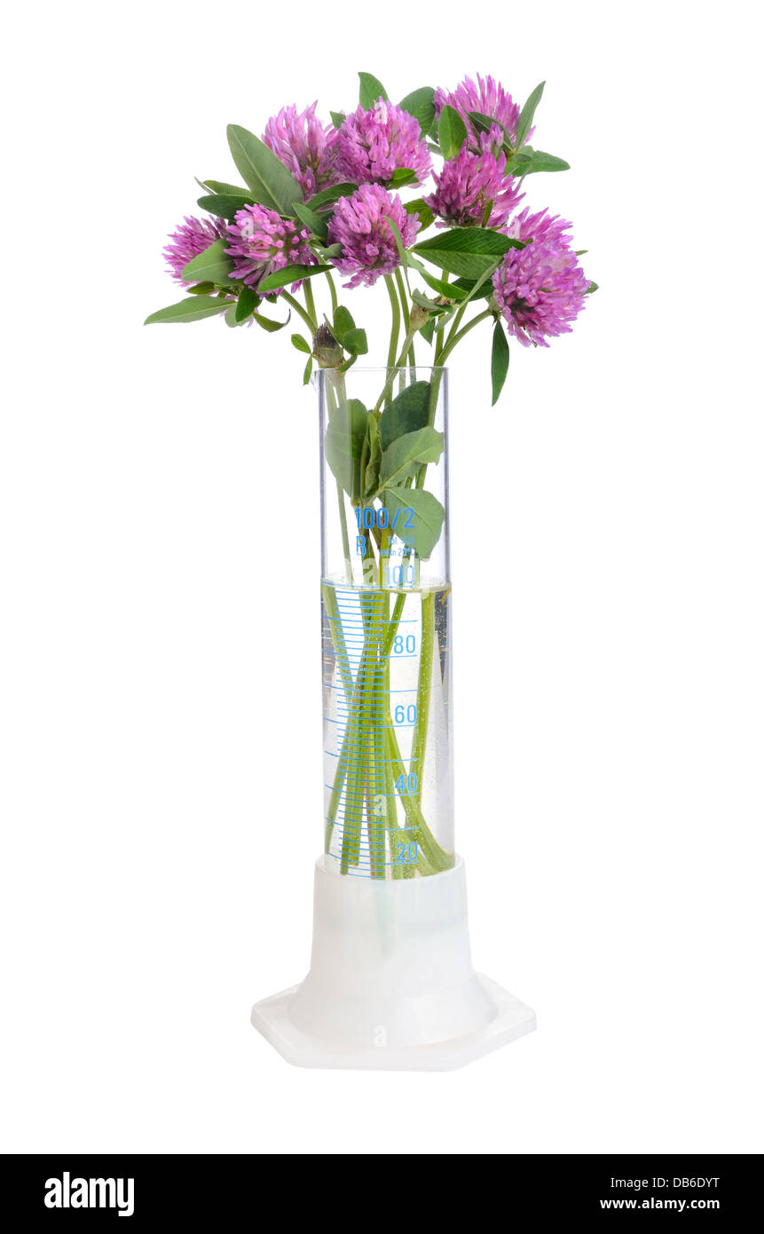 Red clover flowers in chemistry test tube on white background Stock ...
