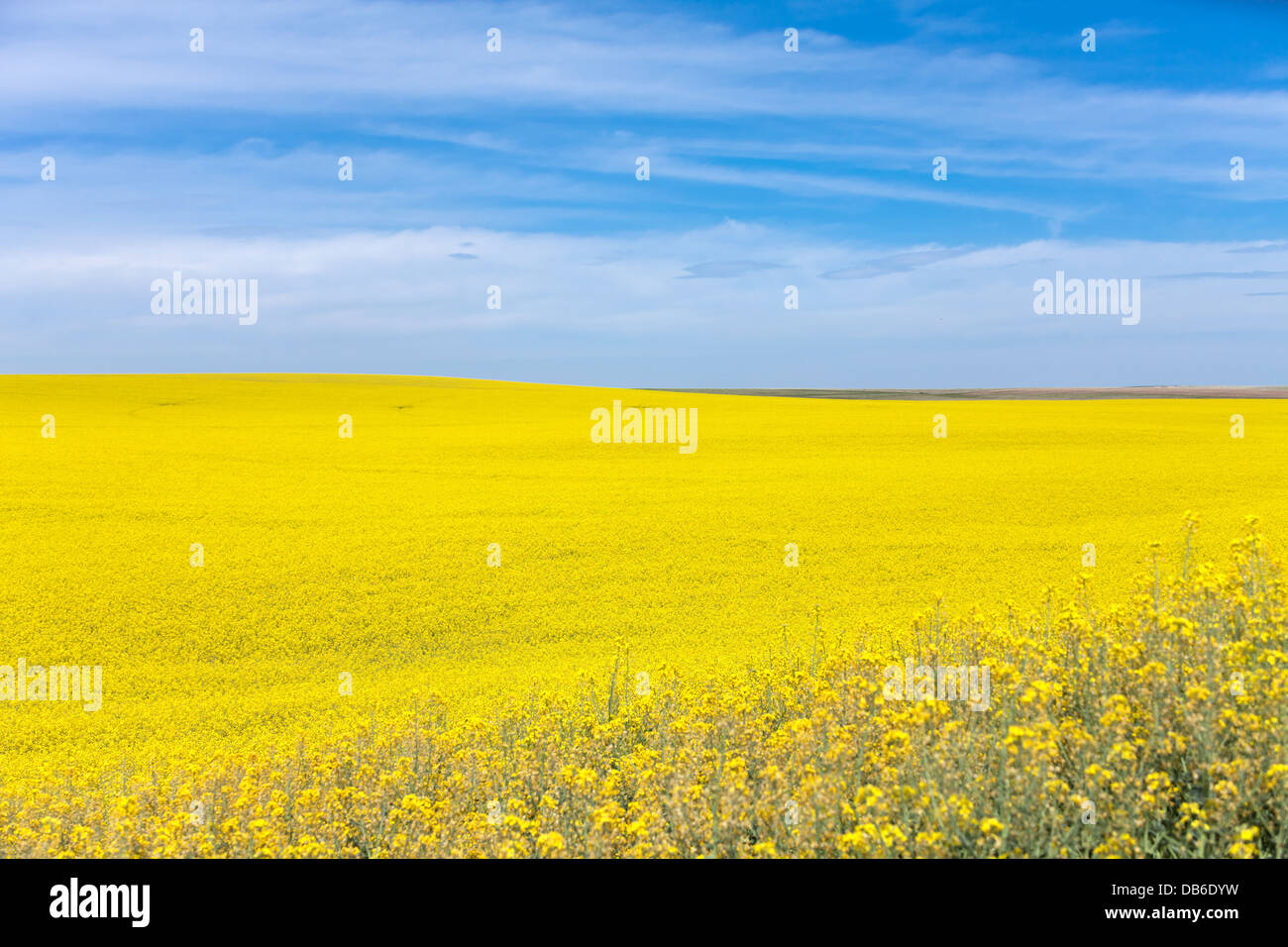 Yellow Canola Flower and blue sky in Palouse Washington State Stock ...