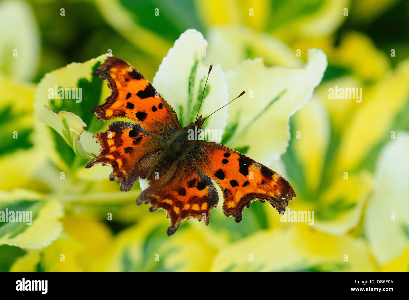Comma species hi-res stock photography and images - Alamy