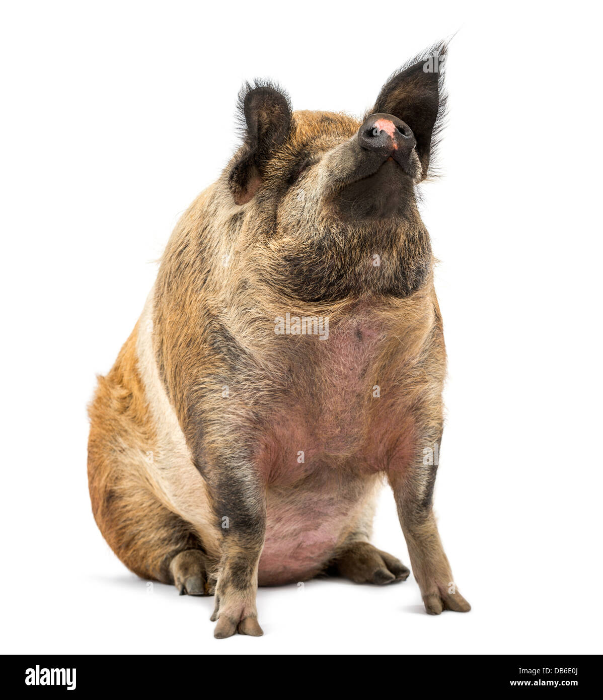 Domestic pig sitting and looking up against white background Stock ...