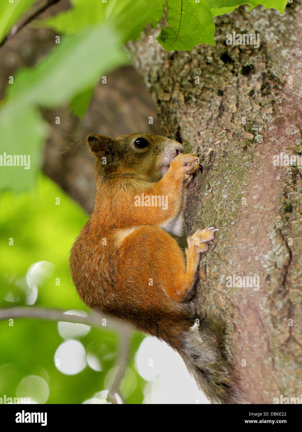 Squirrel on a tree Stock Photo - Alamy