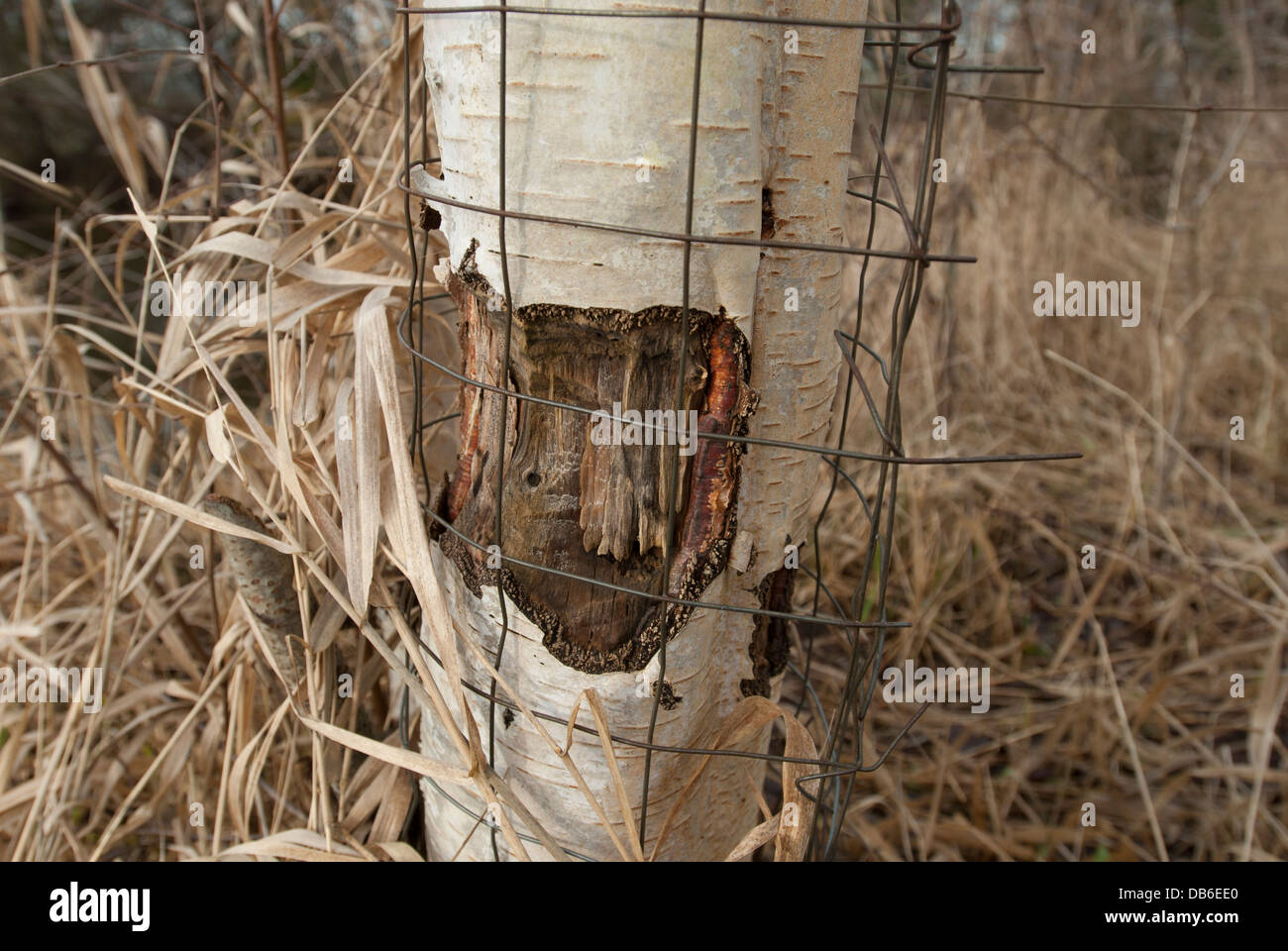 Protective metal wiring placed around a beaver damaged Birch tree Stock ...