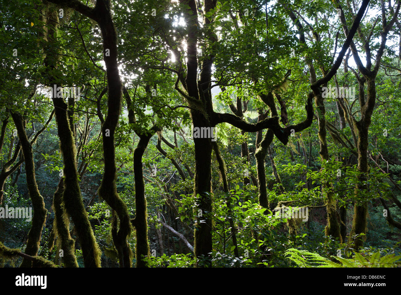 Laurel Cloud Forest in Anaga Mountains, Tenerife, Canary Islands, Spain ...