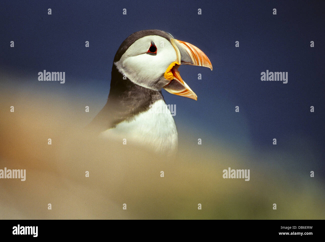 A puffin showing its face and bill UK Stock Photo - Alamy