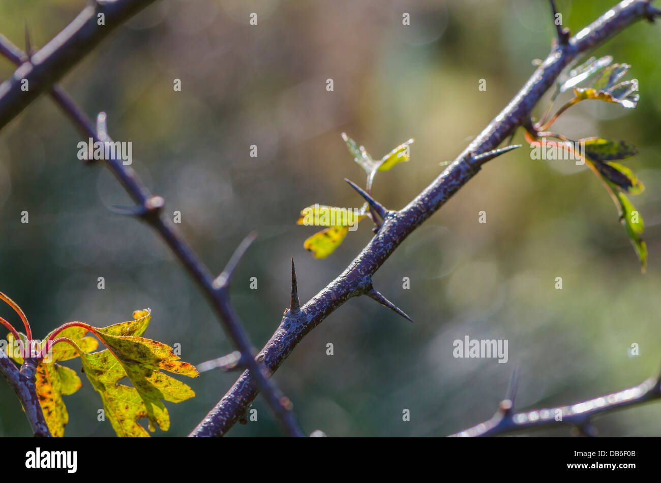 Hawthorn Branch Thorns