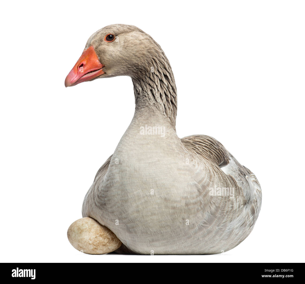Goose egg hi-res stock photography and images - Alamy