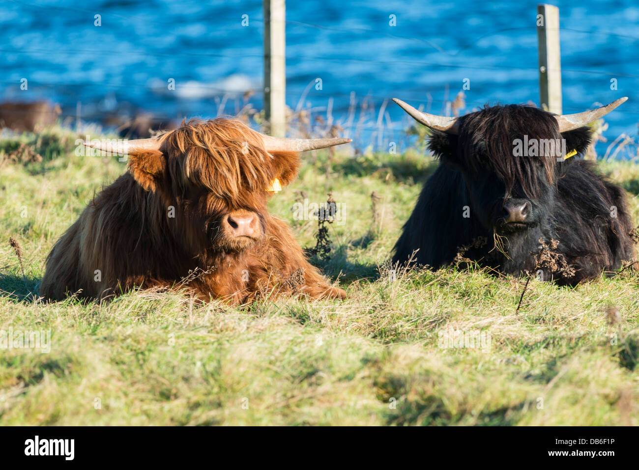 Pair of Highland cattle in a field next to the sea in South Kinryre ...