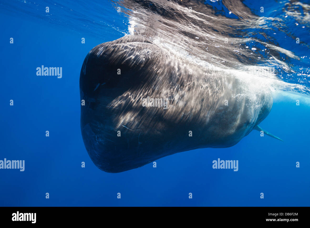 Sperm Whale, Physeter macrocephalus, Tenerife, Canary Islands, Spain ...