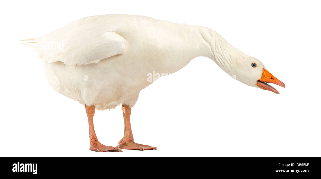 Goose looking down hi-res stock photography and images - Alamy