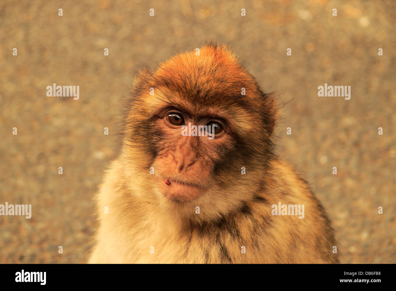 Barbary Macaque Smile