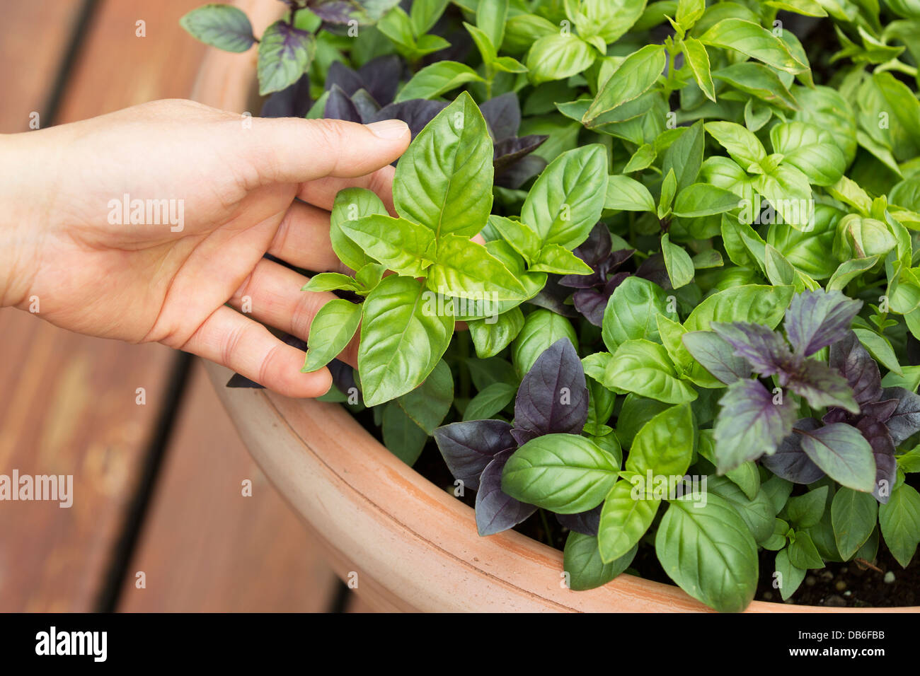 Horizontal photo of female holding fresh large Italian basil with pot ...