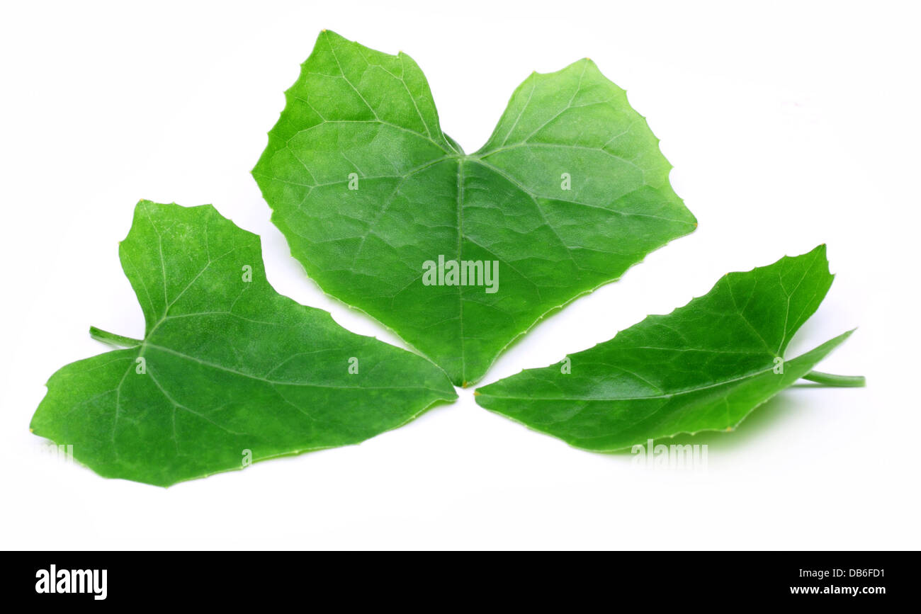 Coccinia Cordifolia Cogn or medicinal telakucha leaves Stock Photo - Alamy