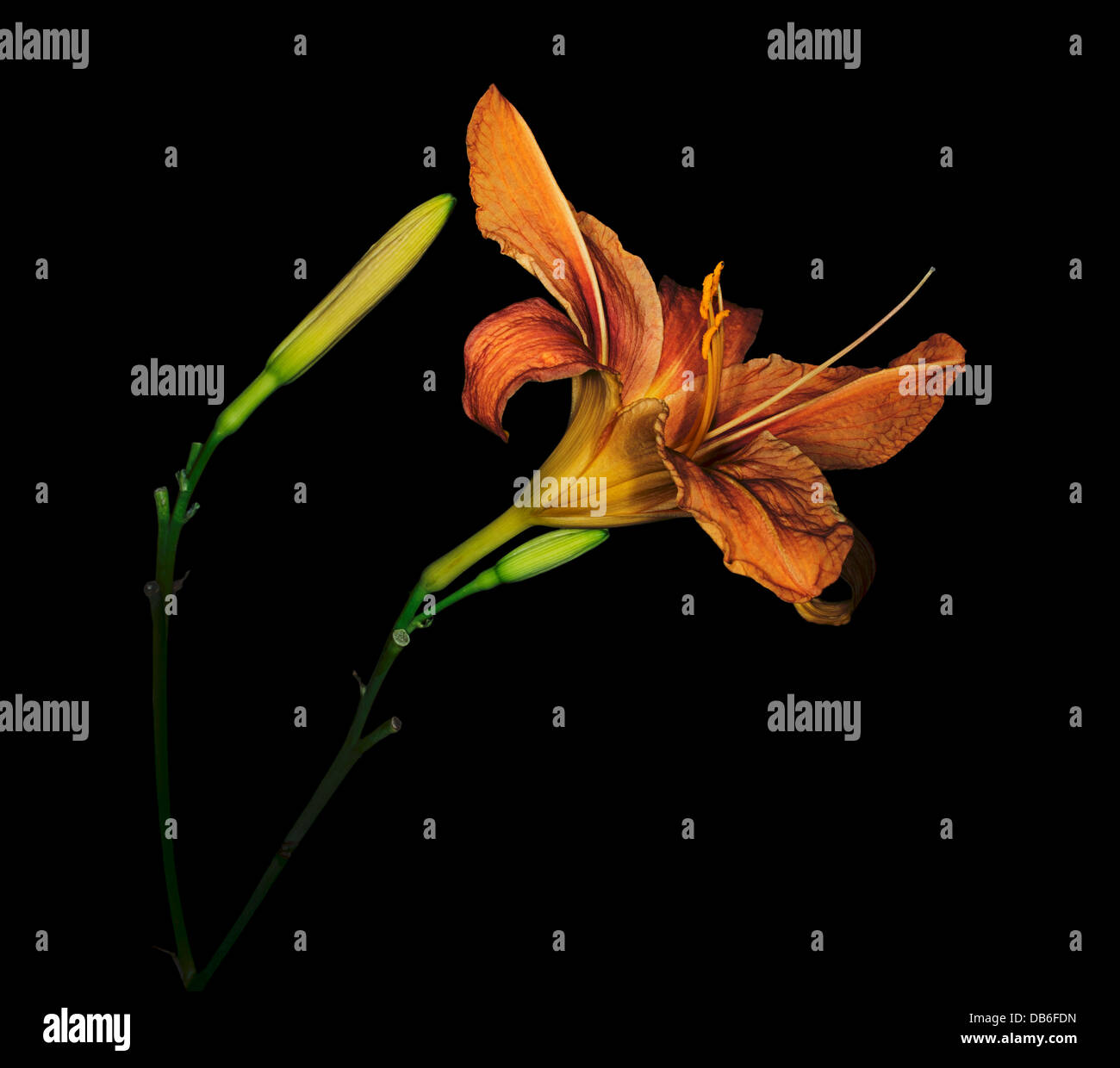 Textured lily hi-res stock photography and images - Alamy