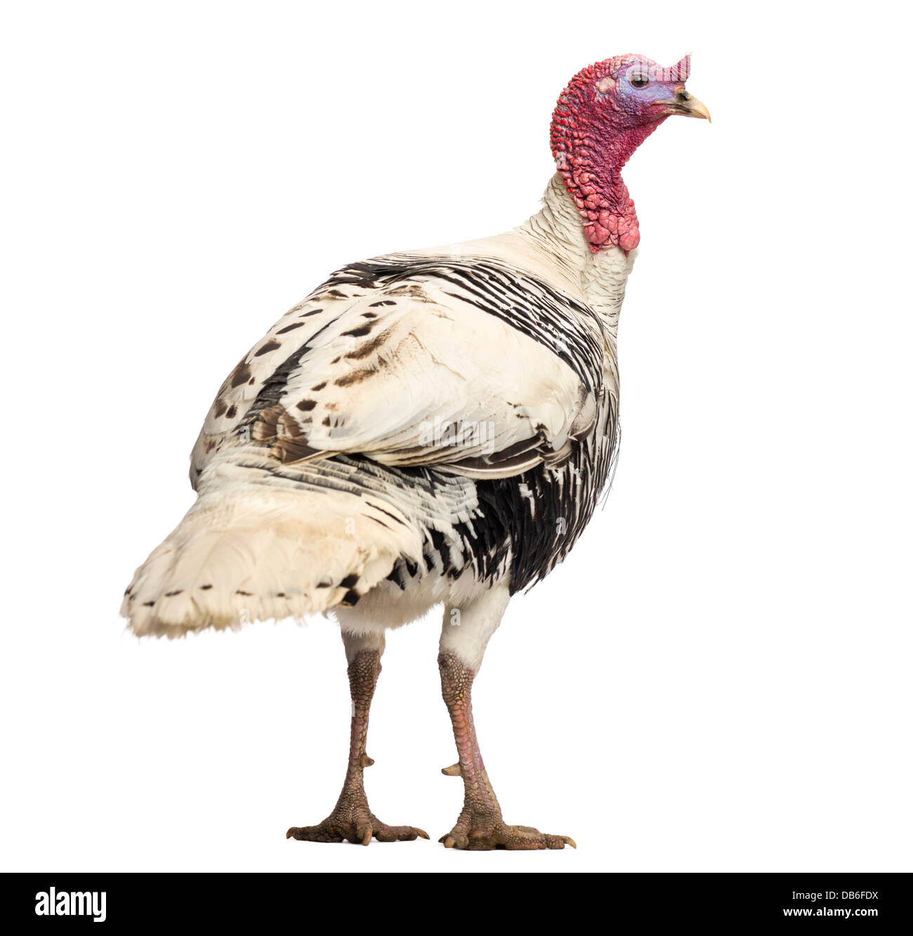 Rear view of Wild Turkey, Meleagris gallopavo, standing against white ...