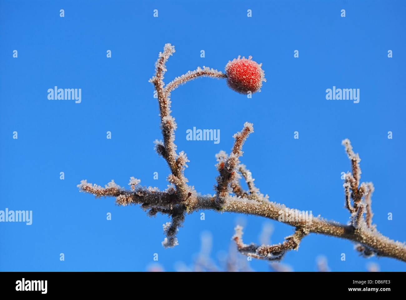 A very cold frosty December morning created these icy strands Stock ...