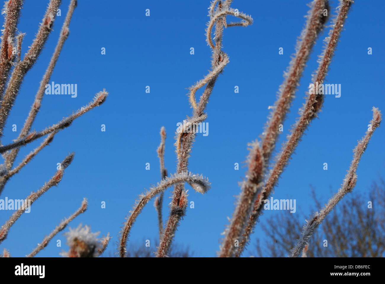 A very cold frosty December morning created these icy strands Stock ...