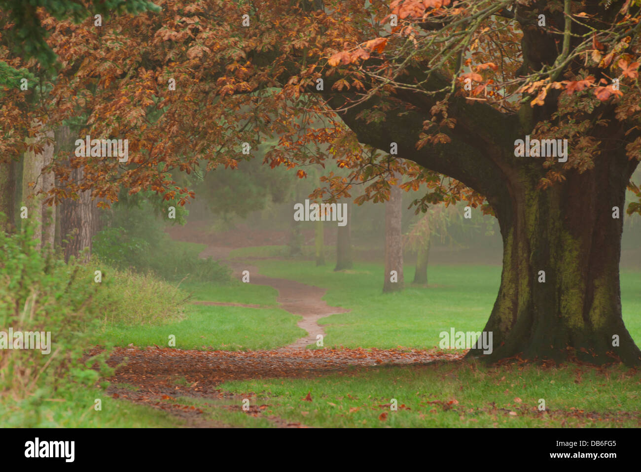 Autumn woodland leaves on path going into distance with tree in ...