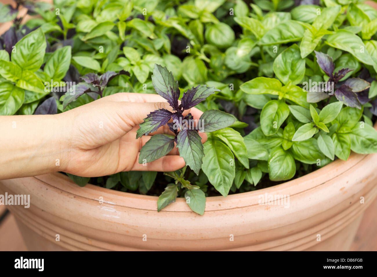 Horizontal photo of female holding fresh sweet dark leaf basil with pot ...