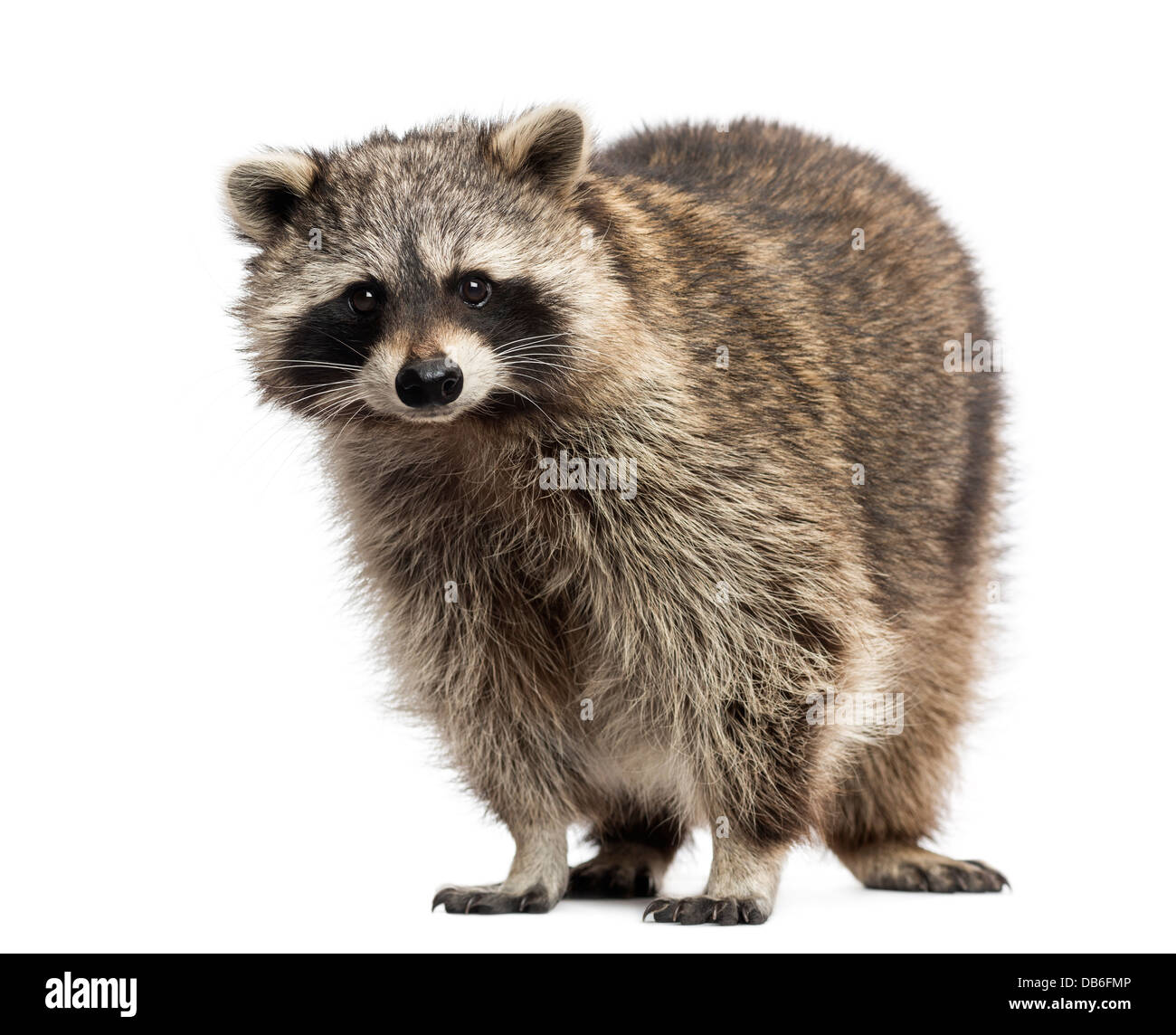 Raccoon, Procyon Iotor, standing against white background Stock Photo ...