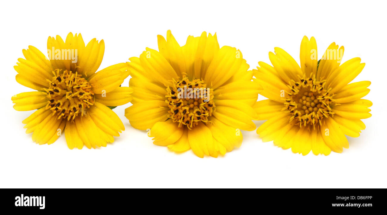 Wedelia trilobata hi-res stock photography and images - Alamy