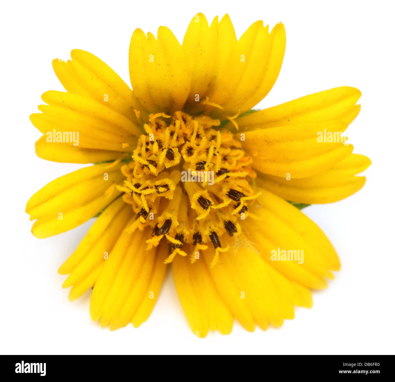 Wedelia flower over white background Stock Photo - Alamy