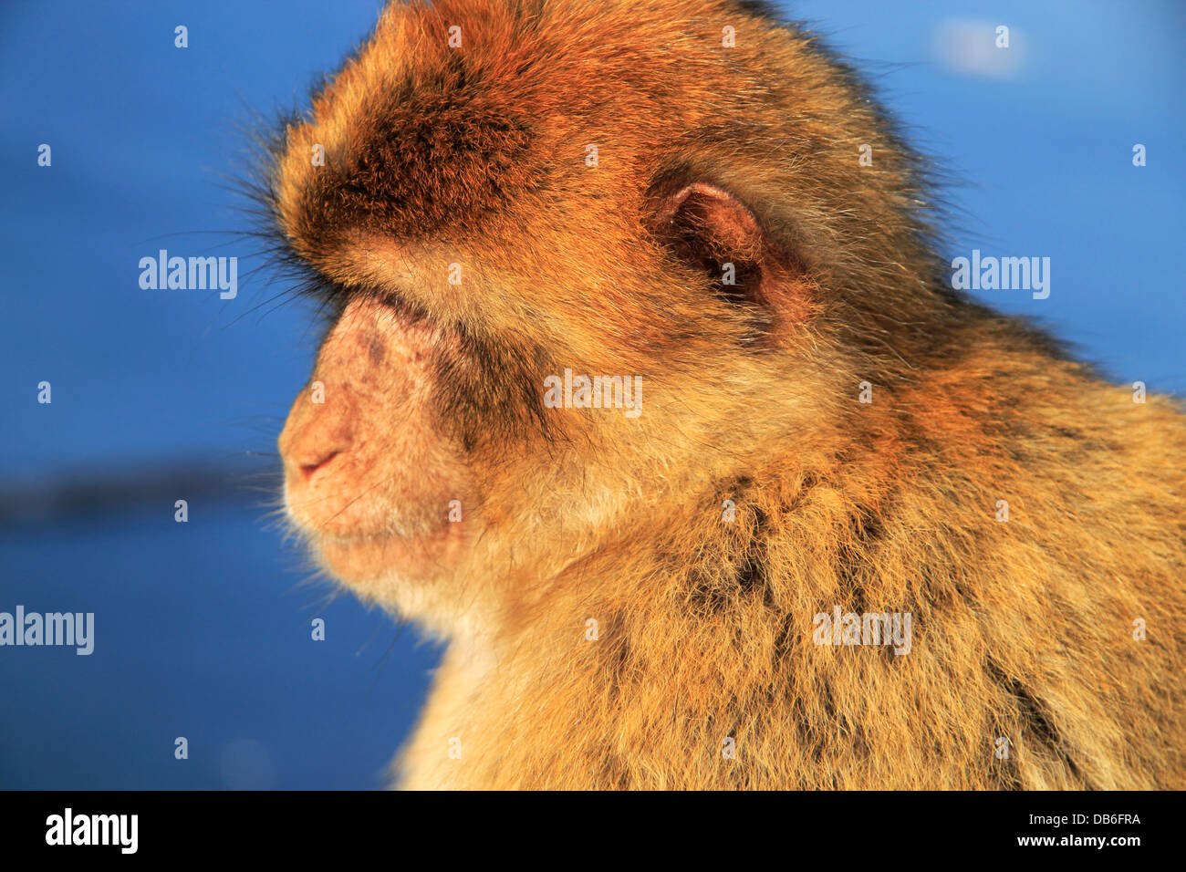Barbary Macaques, Barbary Ape, Gibraltar Stock Photo - Alamy
