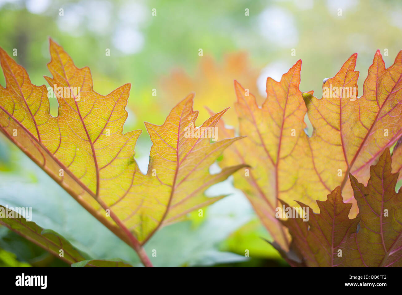 Sunlight through yellow leaves showing the many vanes Stock Photo - Alamy