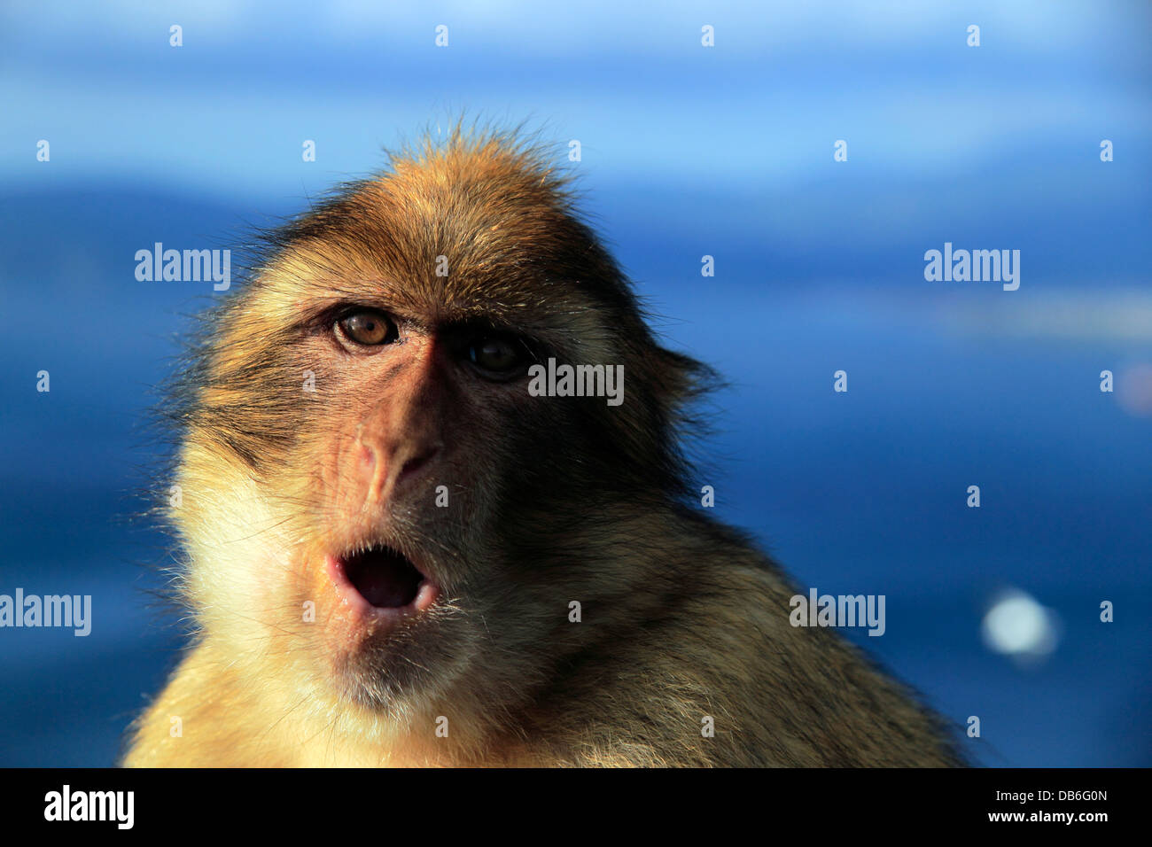 Aggressive ape hi-res stock photography and images - Alamy