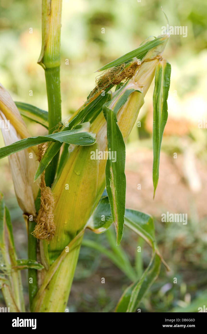 Sweet corn plant, growing in farm field. Andalusia, Spain Stock Photo ...