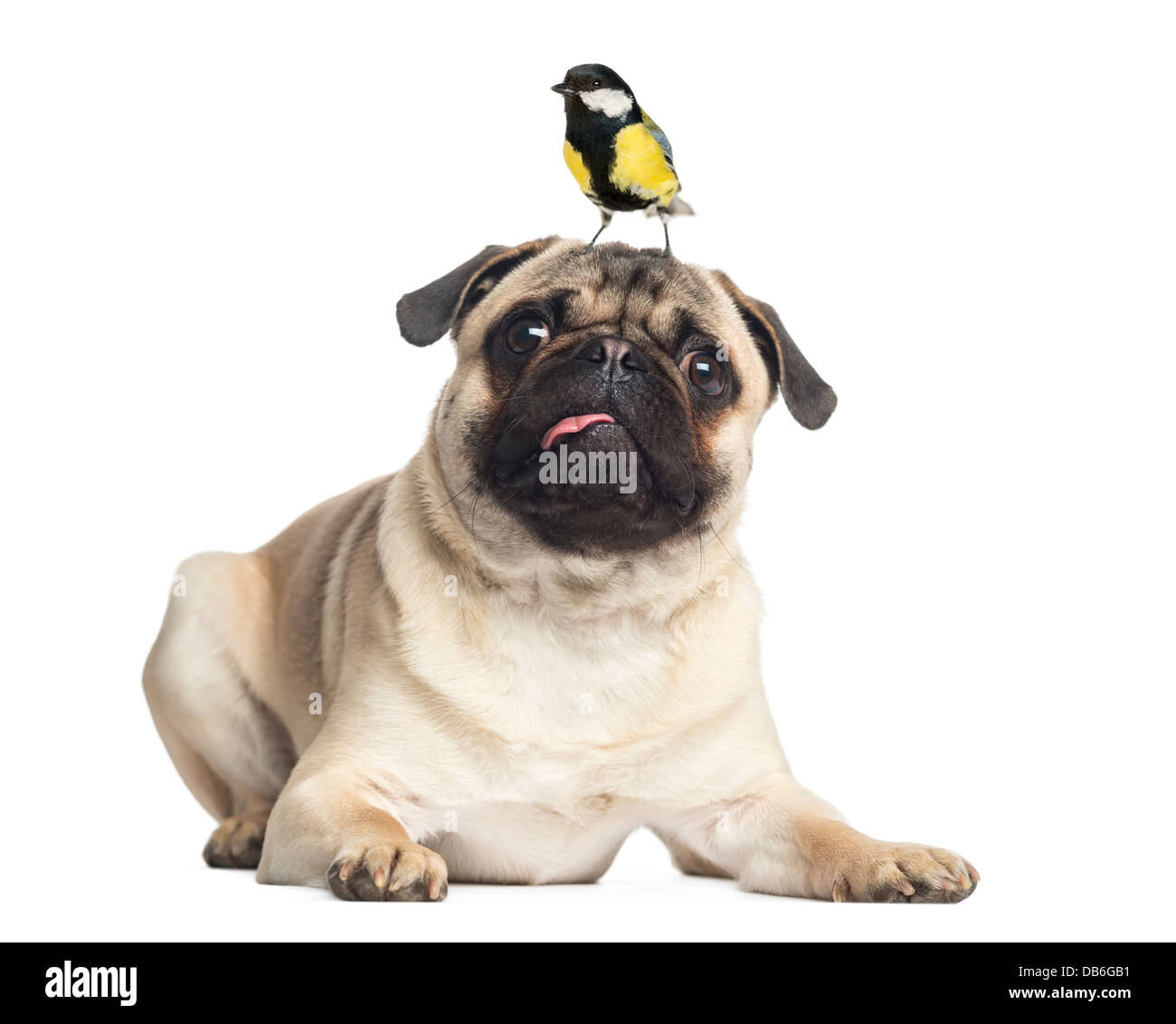 Pug lying down with Great Tit, Parus major, on head against white ...