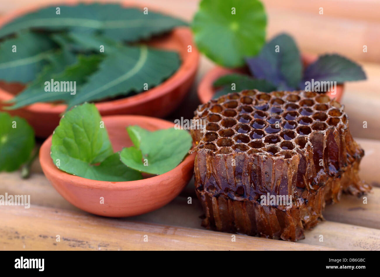 Medicinal herbs india hi-res stock photography and images - Alamy