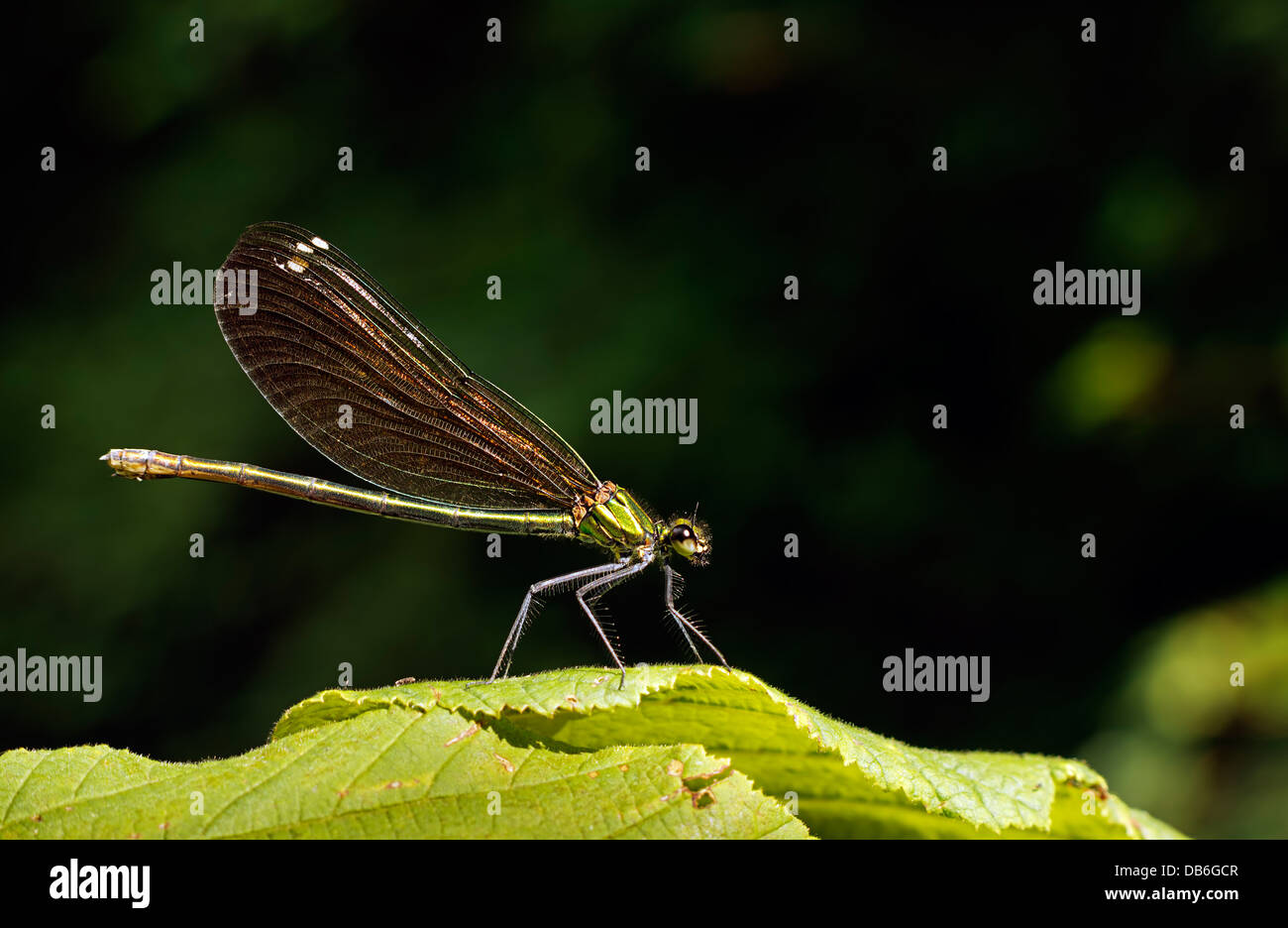 Habitat damselfly hi-res stock photography and images - Alamy