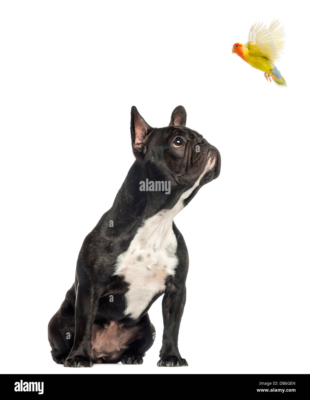 Flying bulldog hi-res stock photography and images - Alamy