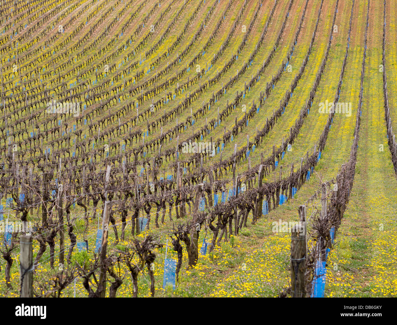 Sloping Vineyard in Spring. Long rows of leafless grape vines stretch ...