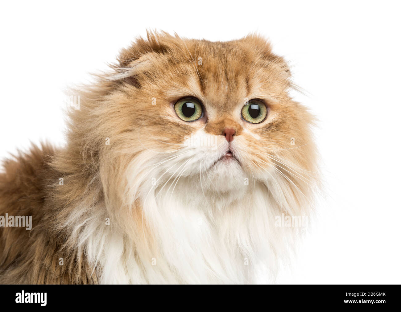 Highland fold cat hi-res stock photography and images - Alamy