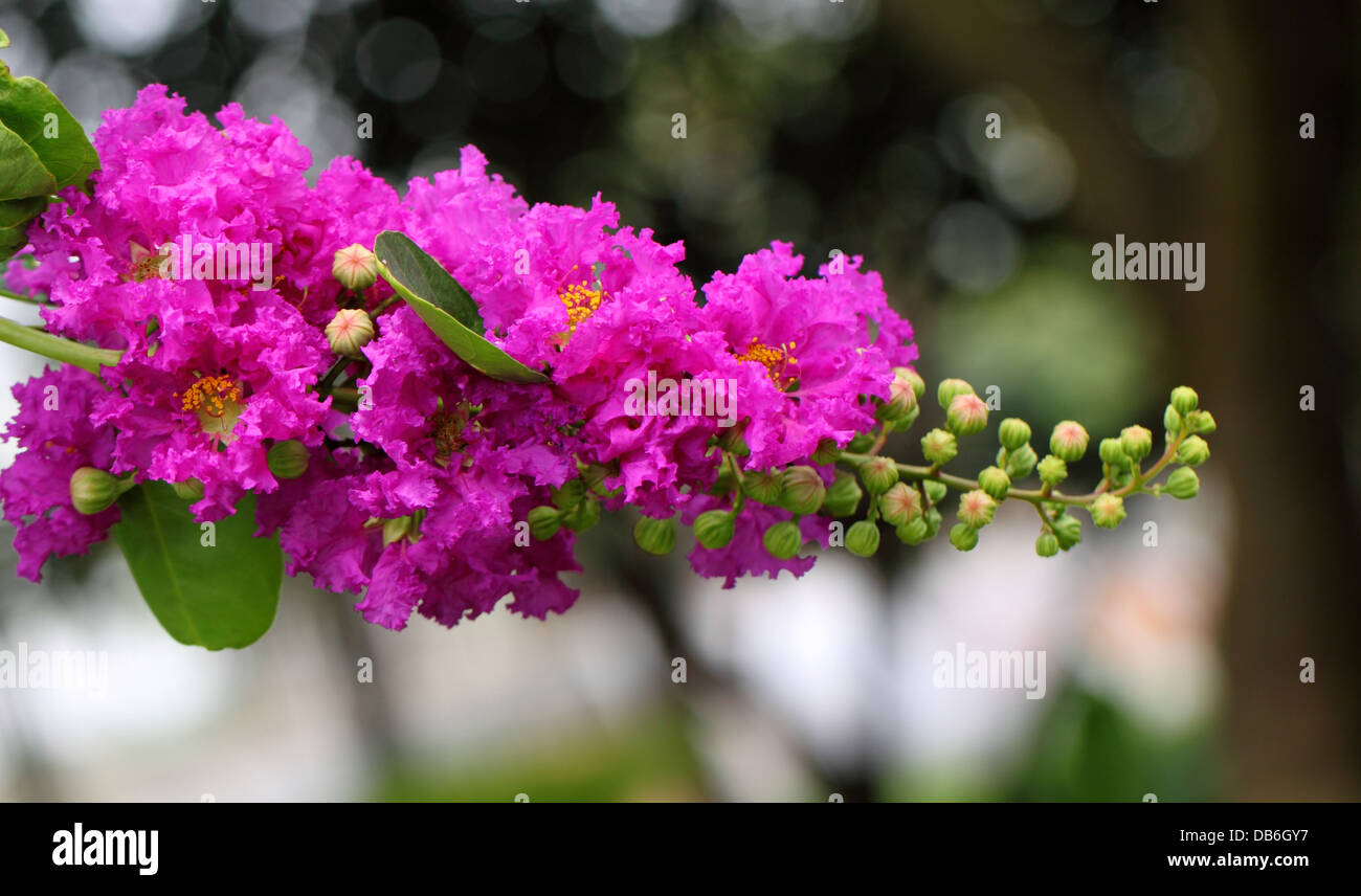 Jarul tree hi-res stock photography and images - Alamy
