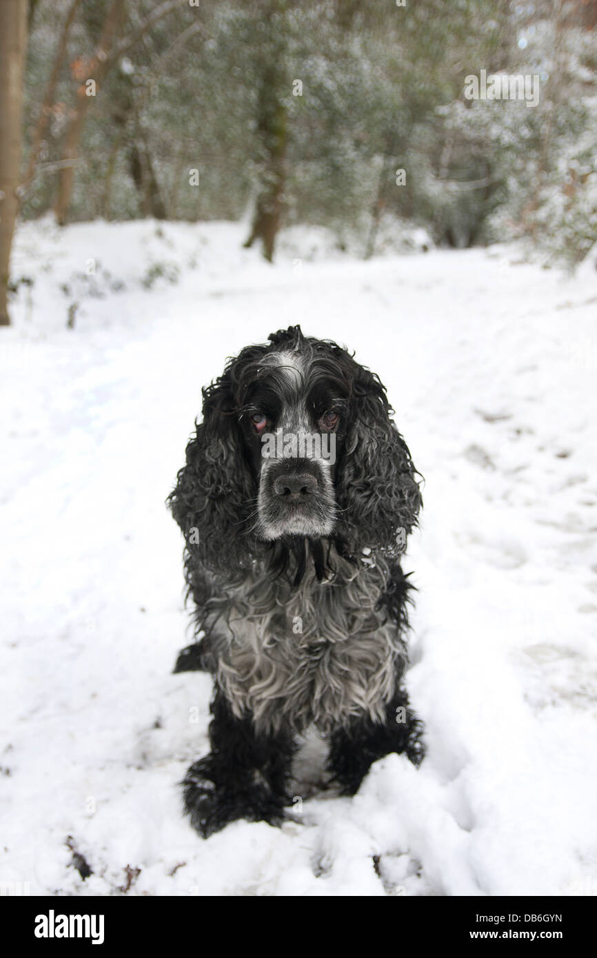 adult cocker spaniel in snow Stock Photo - Alamy