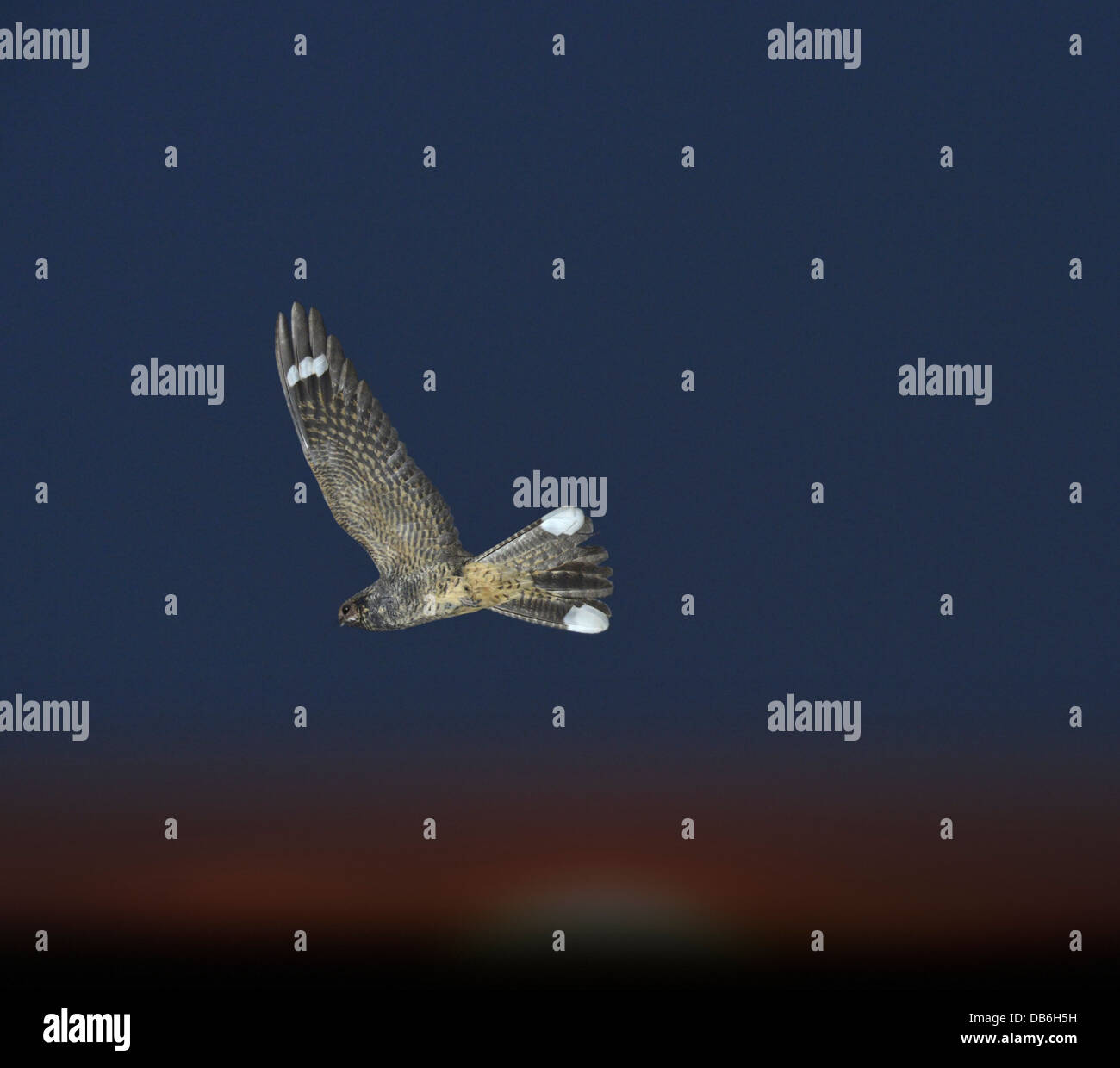 Nightjar flying hi-res stock photography and images - Alamy