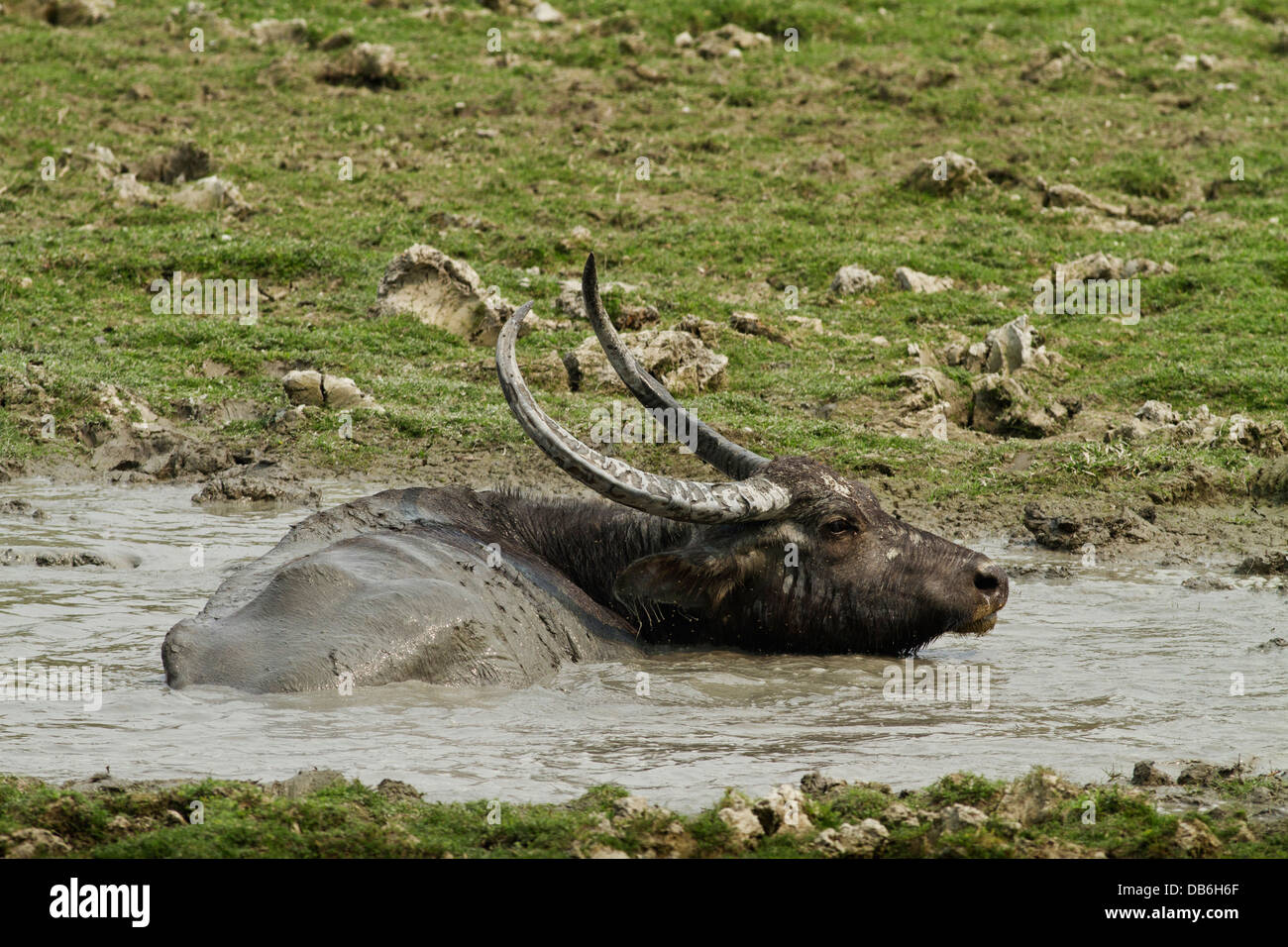 Water buffalo in mud pool hi-res stock photography and images - Alamy