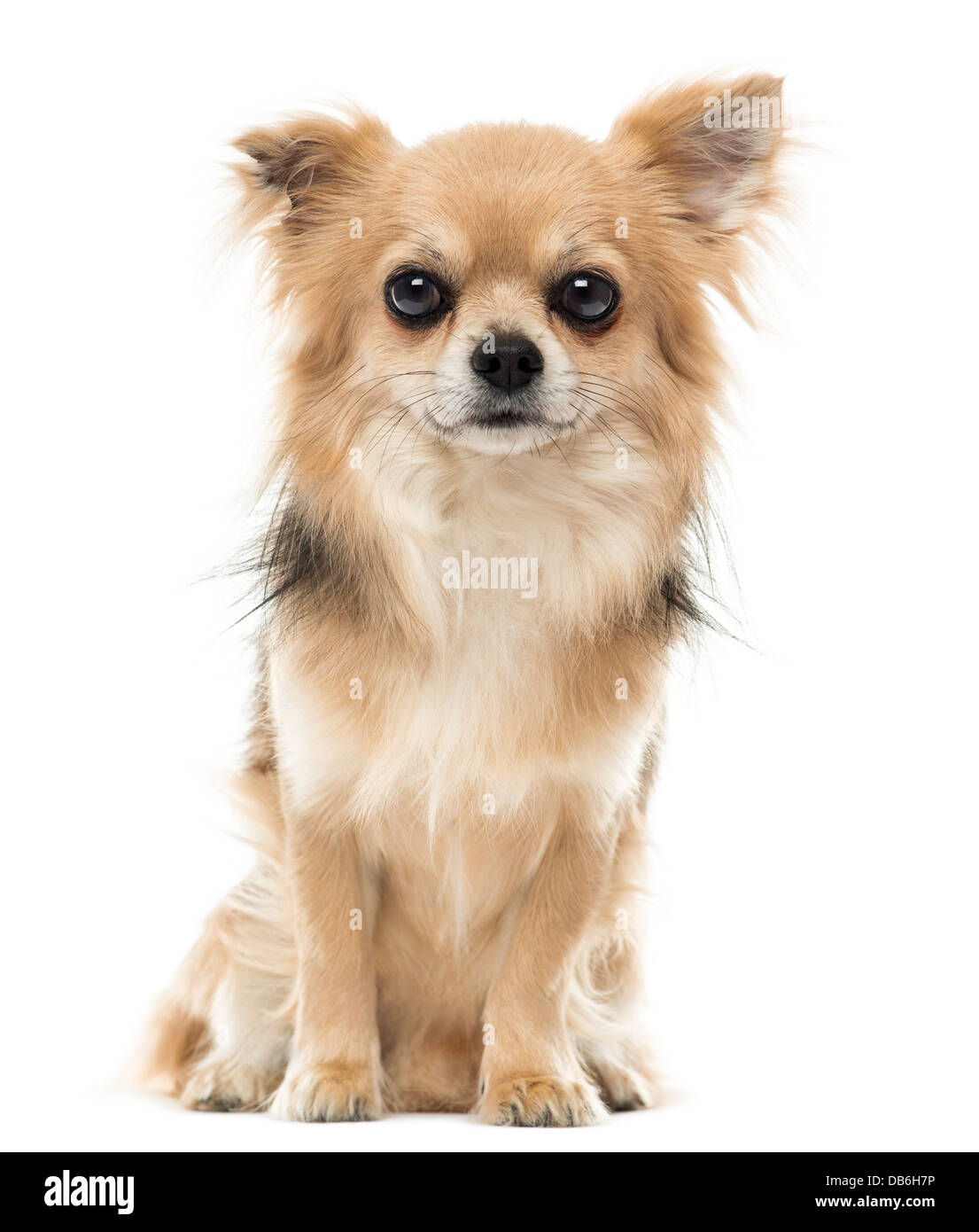Chihuahua sitting against white background Stock Photo - Alamy