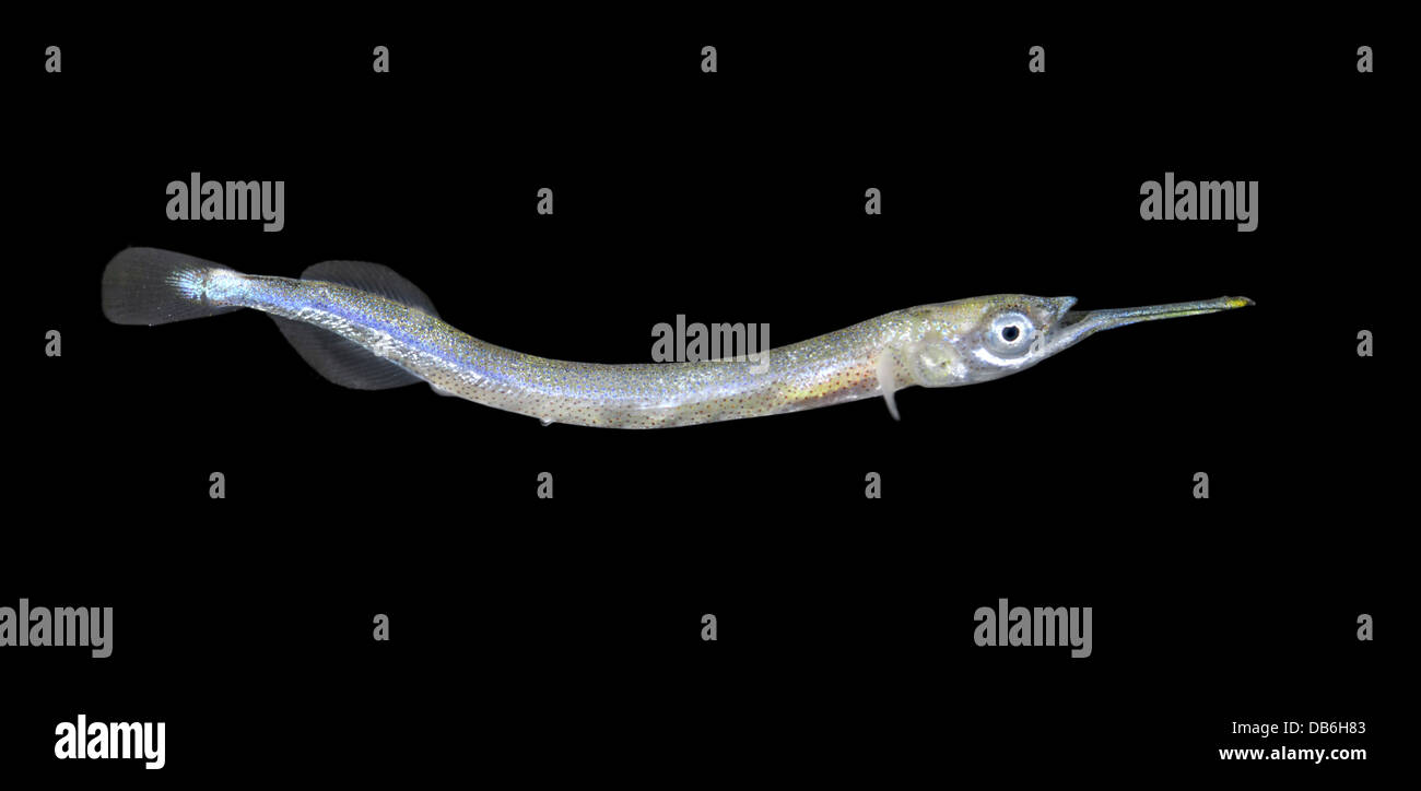 Garfish Belone belone Stock Photo - Alamy